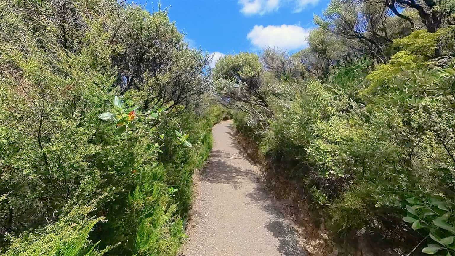 Virtual Walk: Rings Beach to Bluff Loop Track on a Beautiful Sunny Day